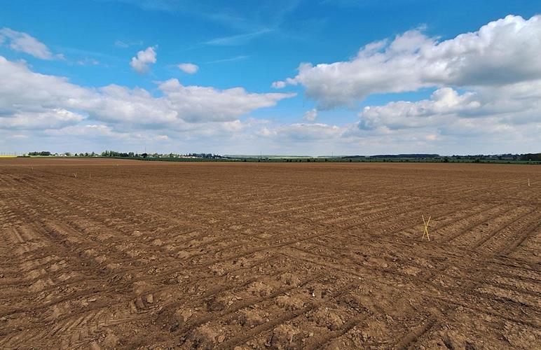 Variétés de betteraves SESVanderhave évaluées chez Südzucker et Saint ...